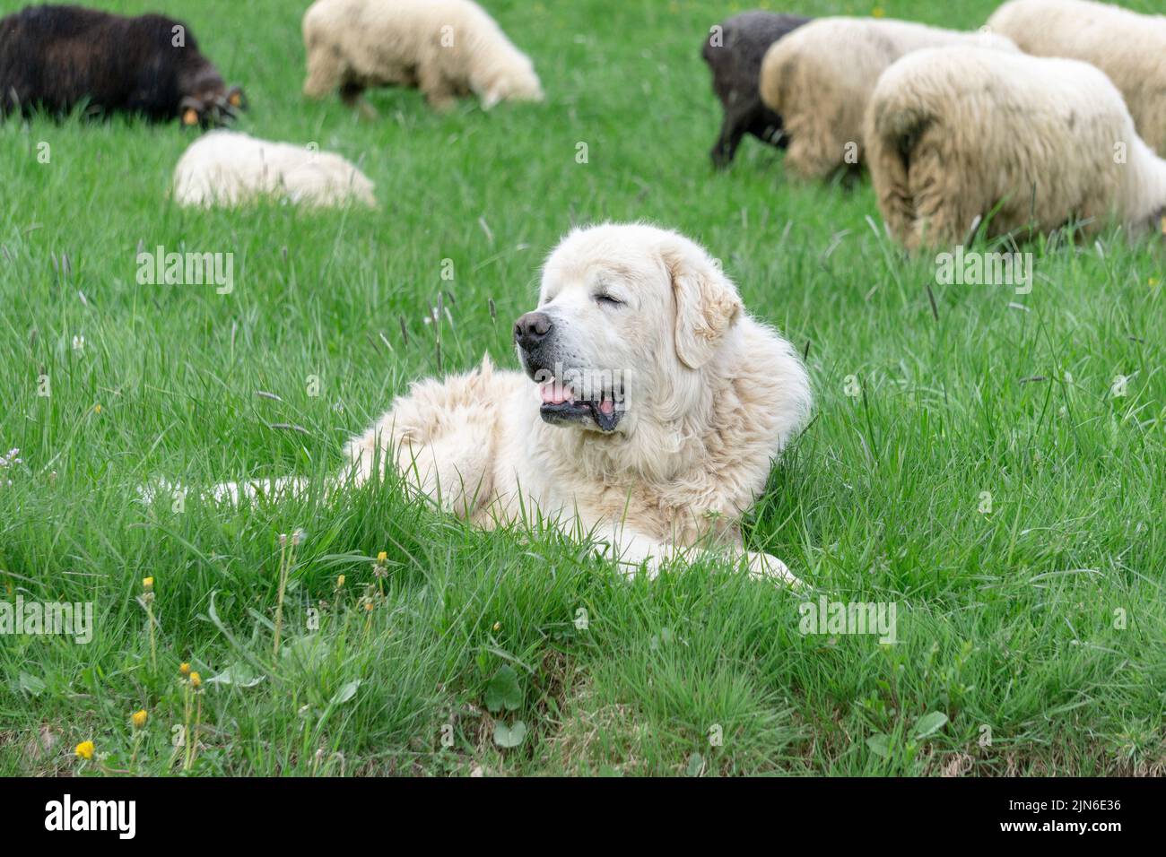 A shepherd dog is guarding a herd of sheep in the Tatra Mountains Stock ...