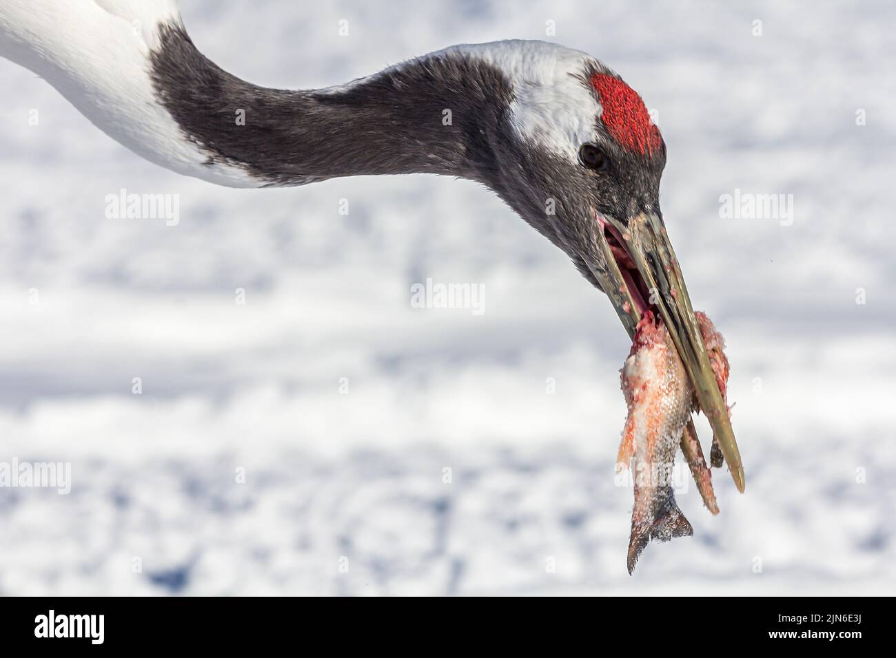 Close-up of a white bird with a long neck eating fish on a winter day ...