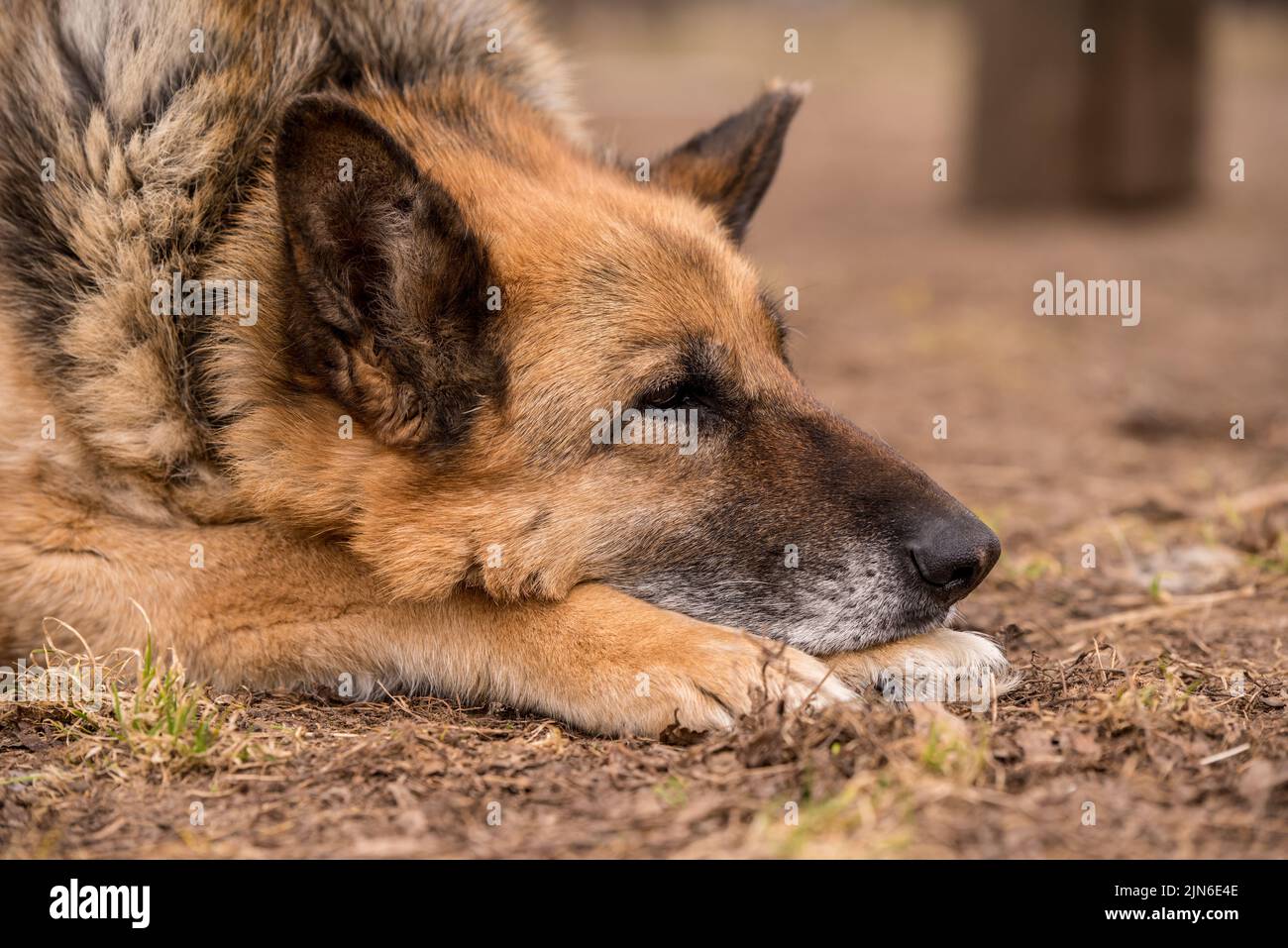 Sleeping german shepherd dog outdoor on ground Stock Photo - Alamy