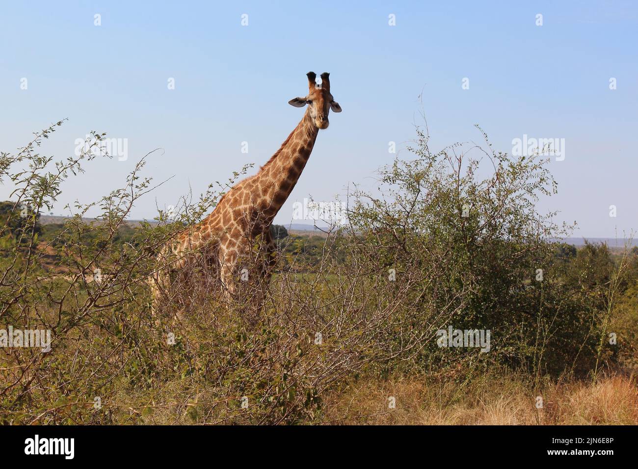 Giraffe / Giraffe / Giraffa camelopardalis Stock Photo - Alamy