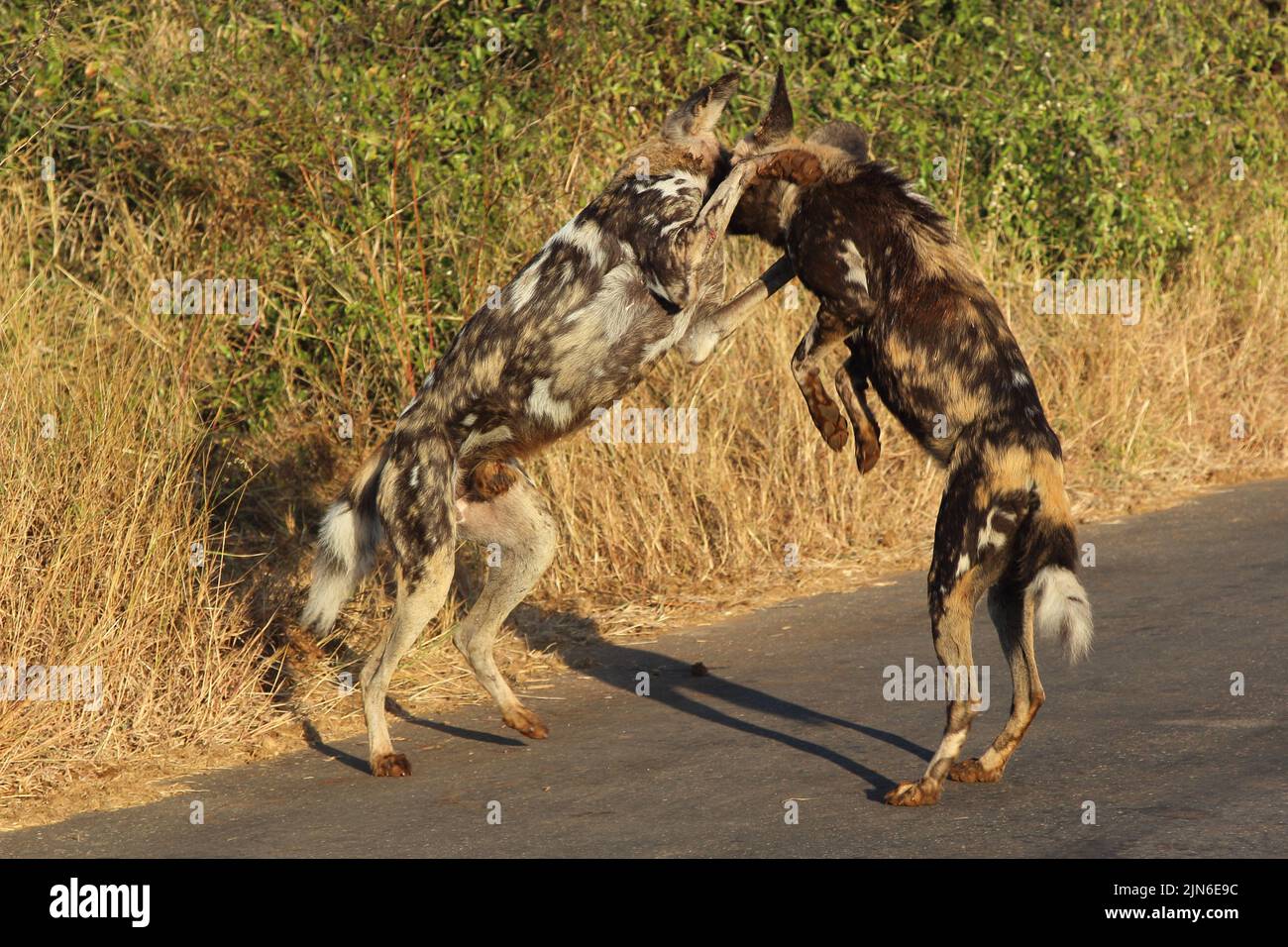 Afrikanischer Wildhund / African wild dog / Lycaon pictus Stock Photo ...