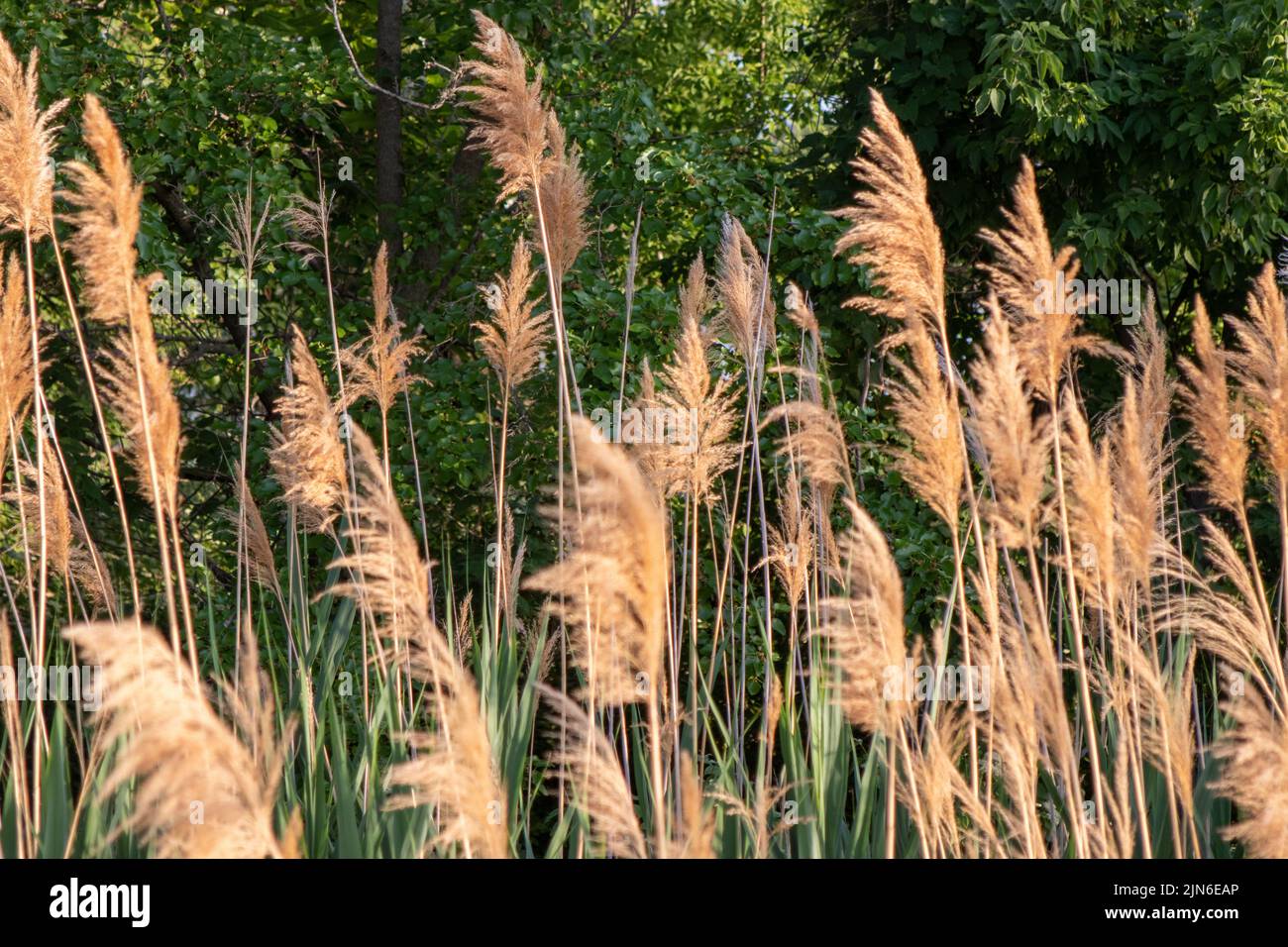 Beautiful dry common reeds hi-res stock photography and images - Alamy