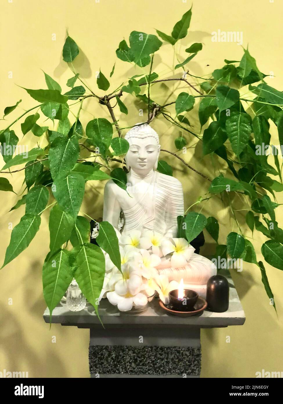 Yellow background White Lord Buddha statue with a bonsai bodhi tree ...