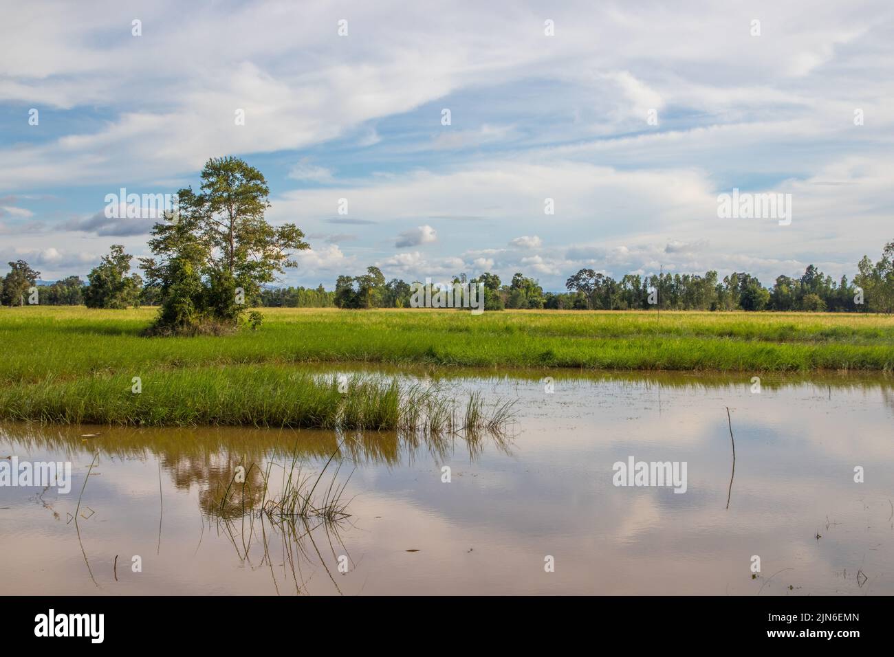 a beautiful landscape with rice fields and trees somewhere in Isaan in ...