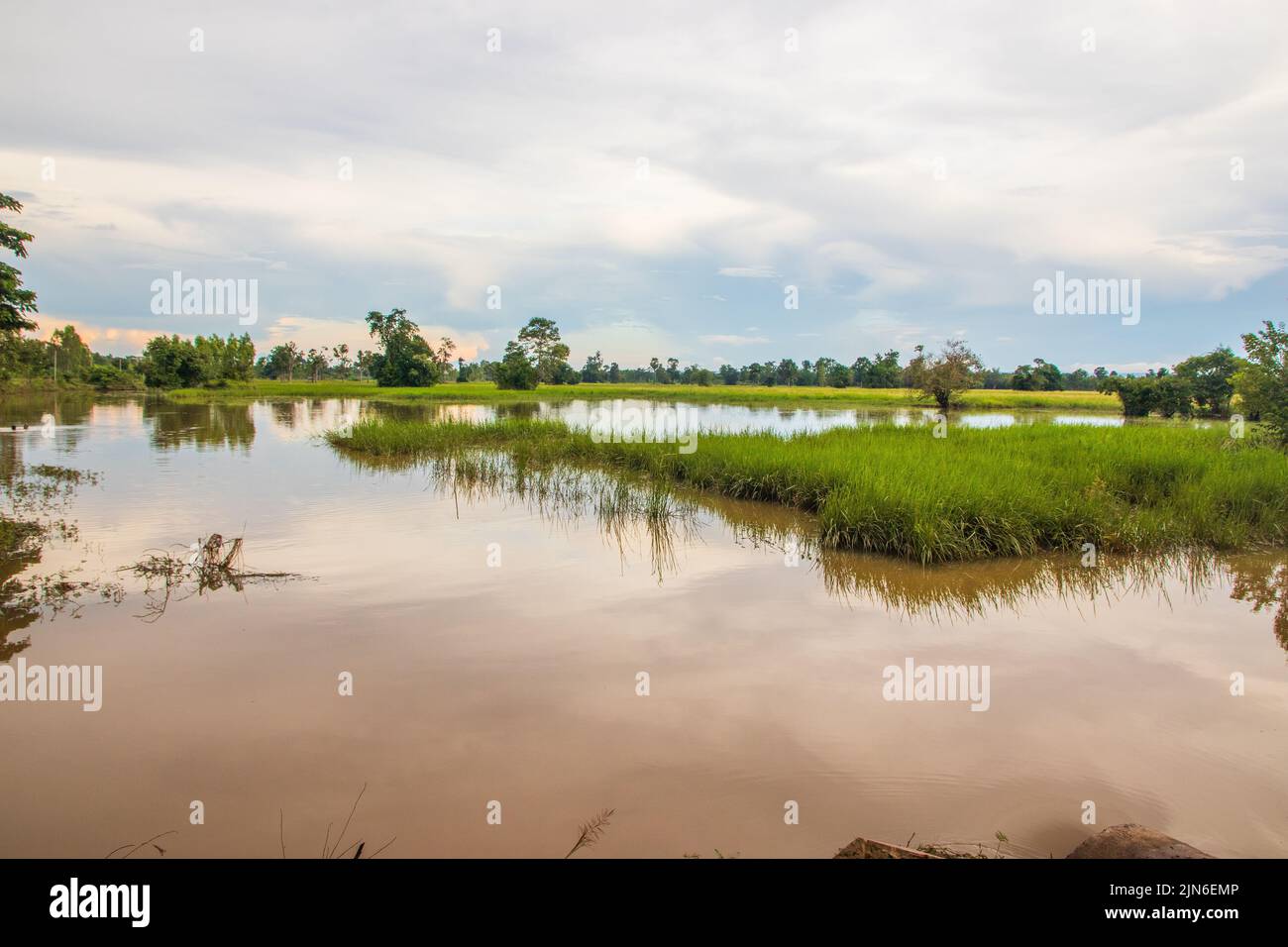 a beautiful landscape with rice fields and trees somewhere in Isaan in ...
