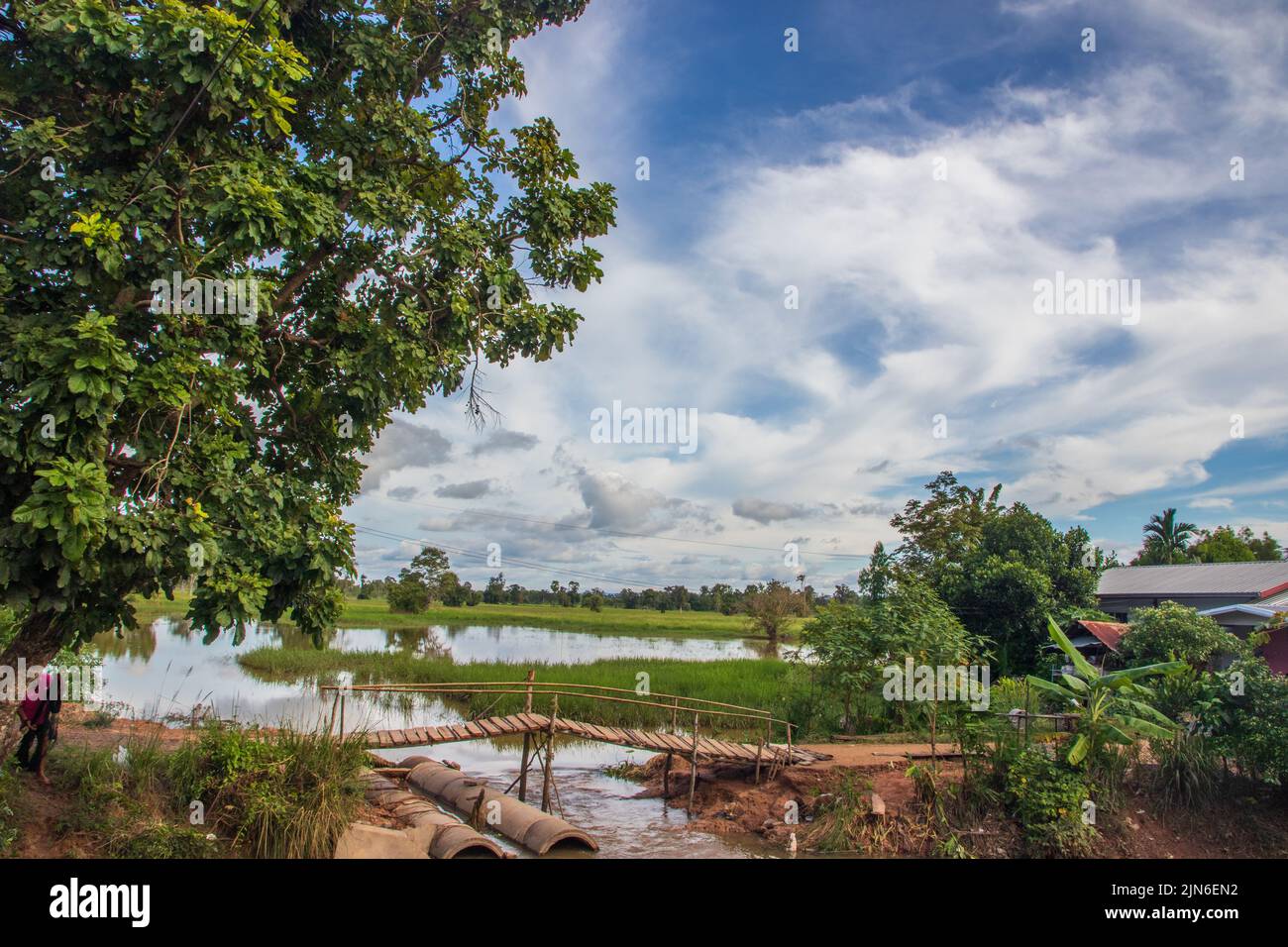 a beautiful landscape with rice fields and trees somewhere in Isaan in ...