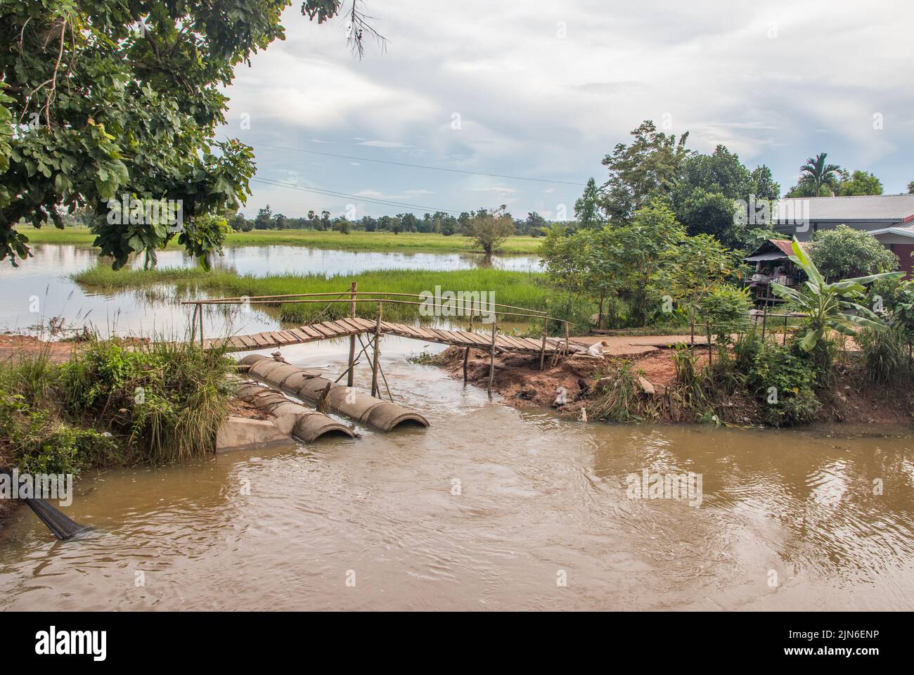 a beautiful landscape with rice fields and trees somewhere in Isaan in ...