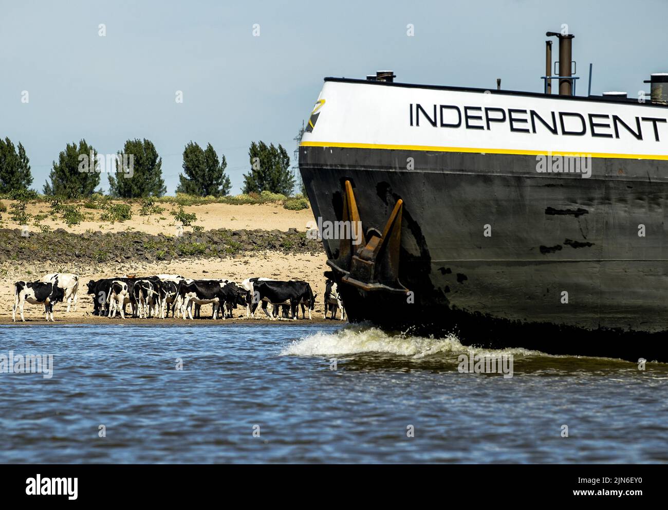 2022-08-09 13:34:10 LOWER LIONS - Cows are cooling off in the river ...