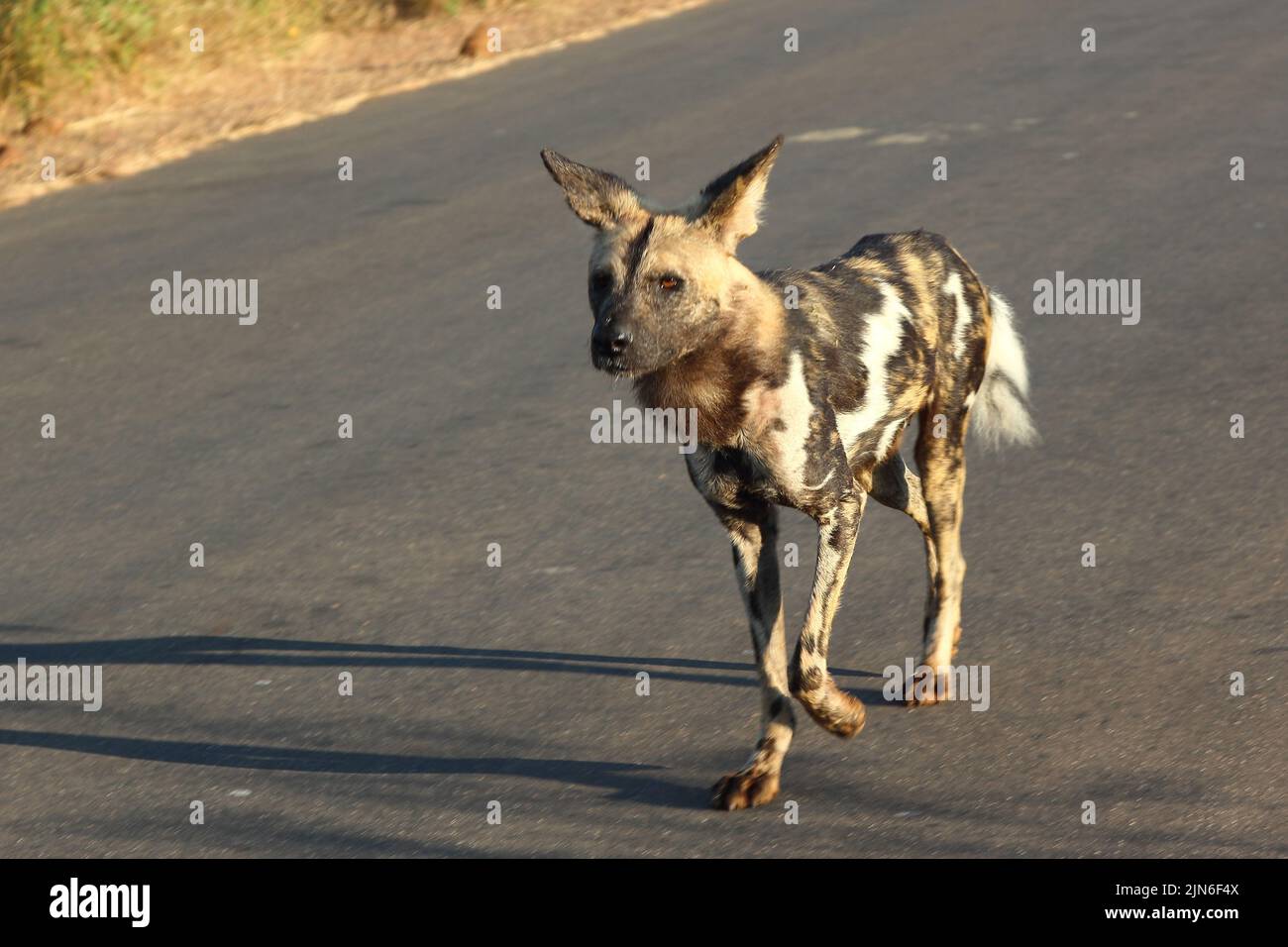 Afrikanischer Wildhund / African wild dog / Lycaon pictus Stock Photo ...