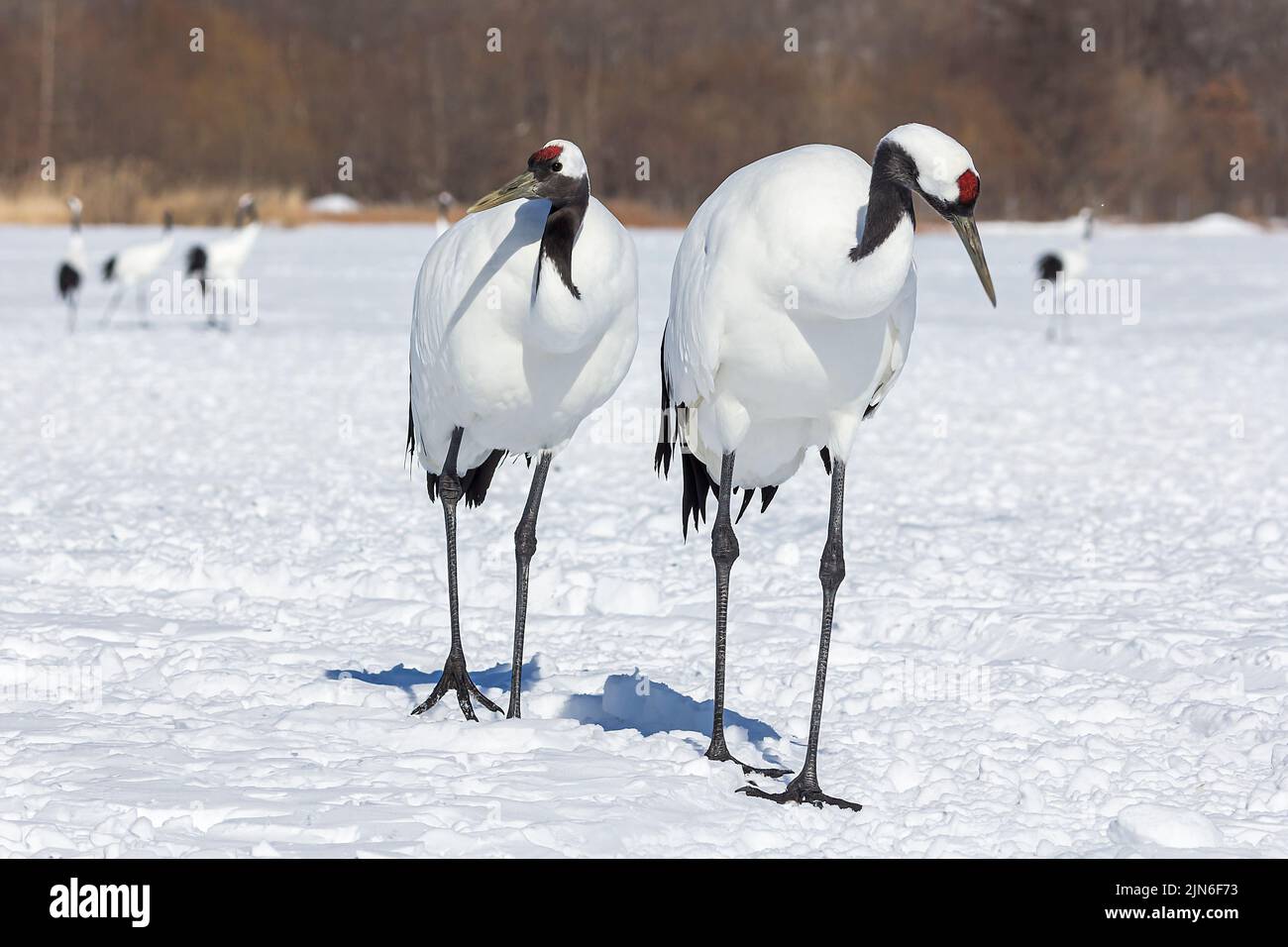 Two white birds with long necks and red marks on their heads in a snowy ...