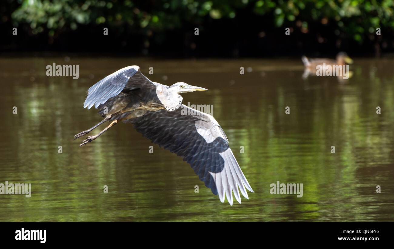 British grey heron in flight at Hiltingbury Lakes, Hampshire UK with a ...