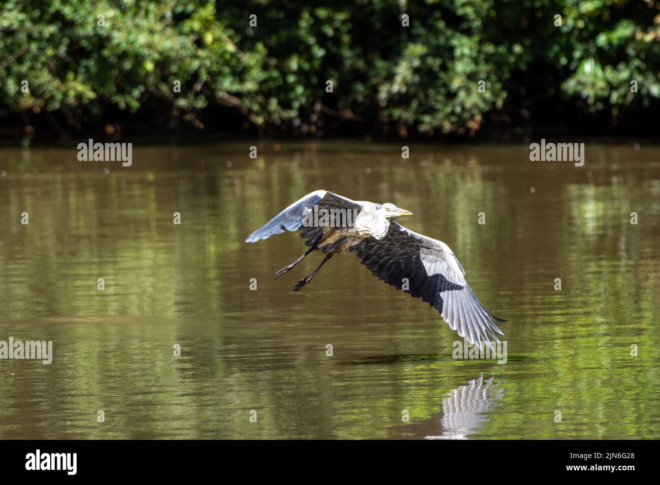 Grey Heron in flight with its head reflected in its outstretched wing ...