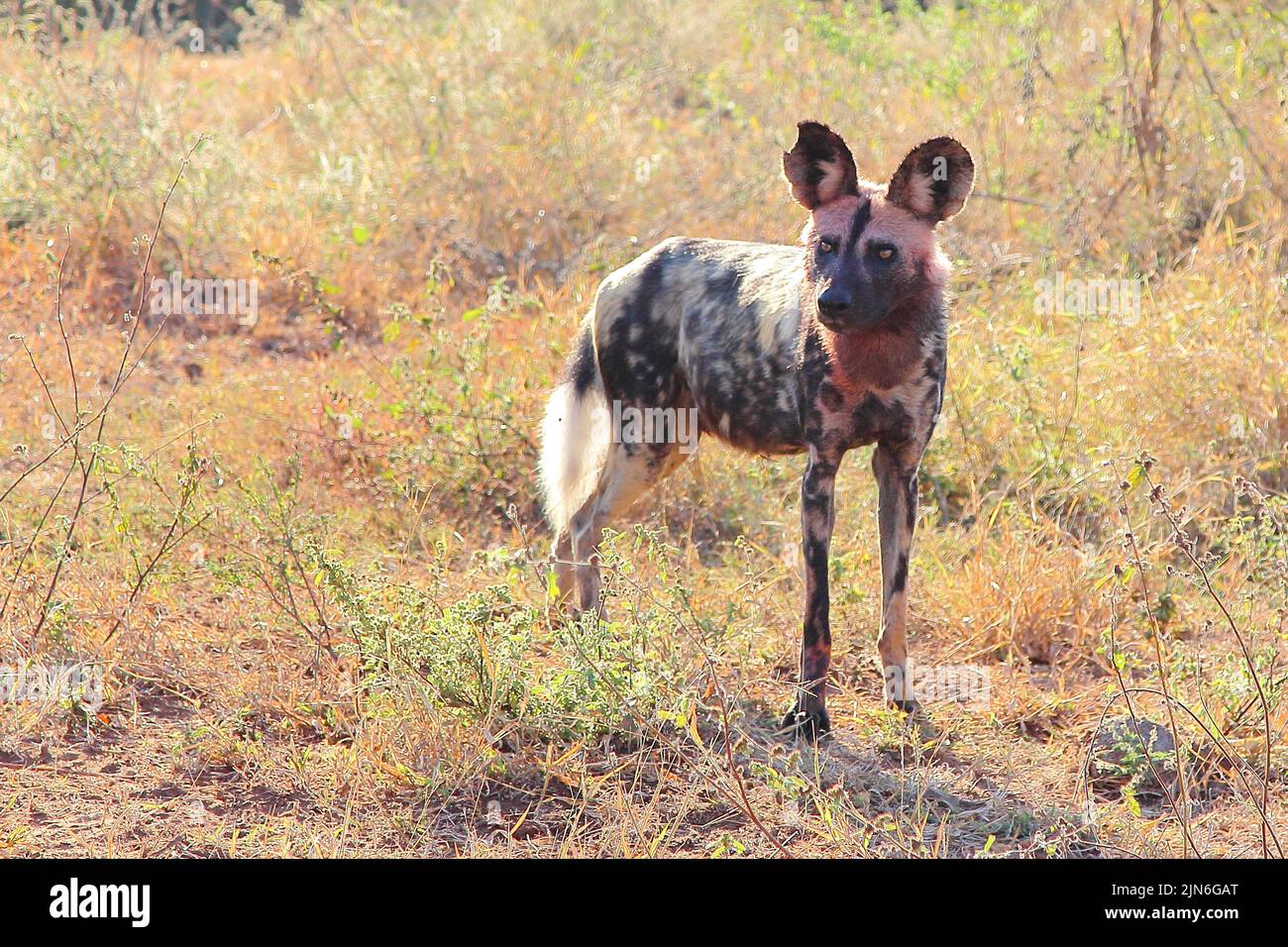Blutbesudelter Afrikanischer Wildhund nach Beutezug / Bloodstained ...