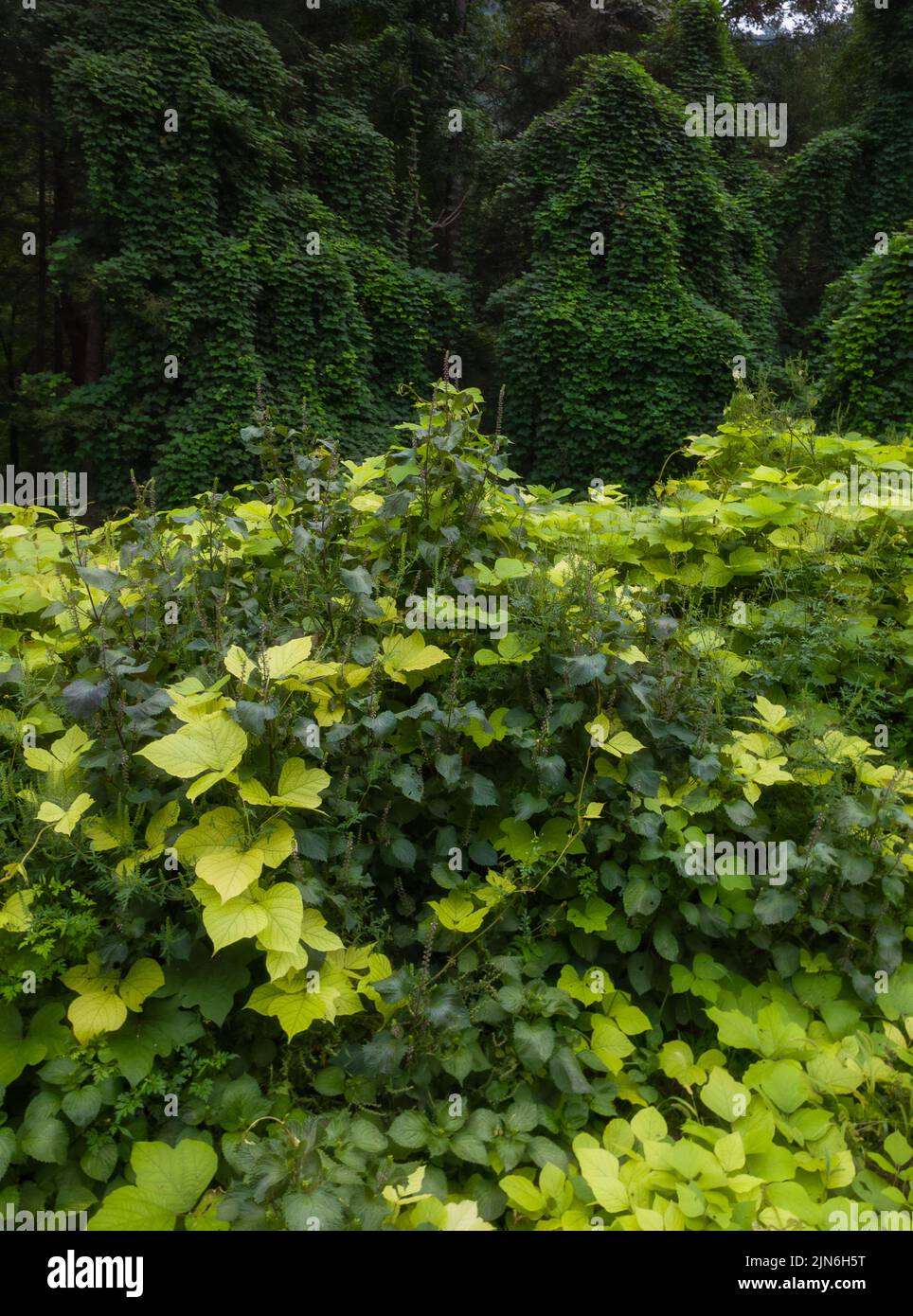Kudzu in usa hi-res stock photography and images - Alamy