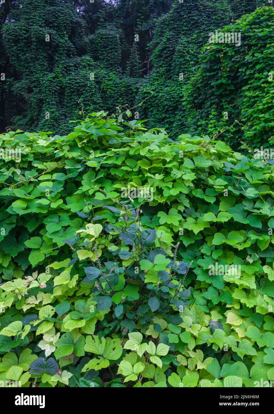 Kudzu landscape hi-res stock photography and images - Alamy