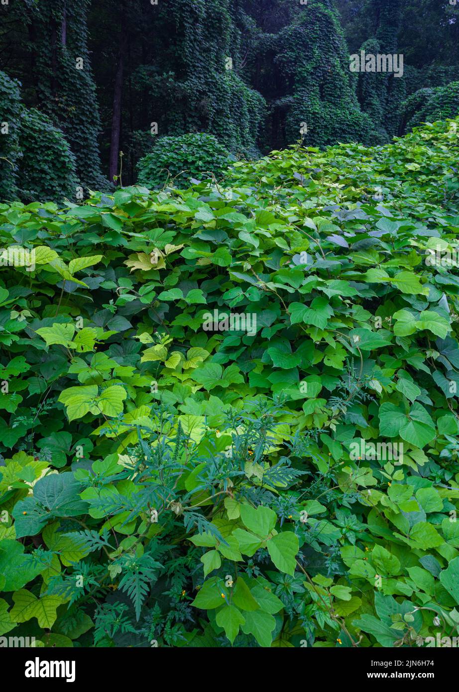 Kudzu landscape hi-res stock photography and images - Alamy