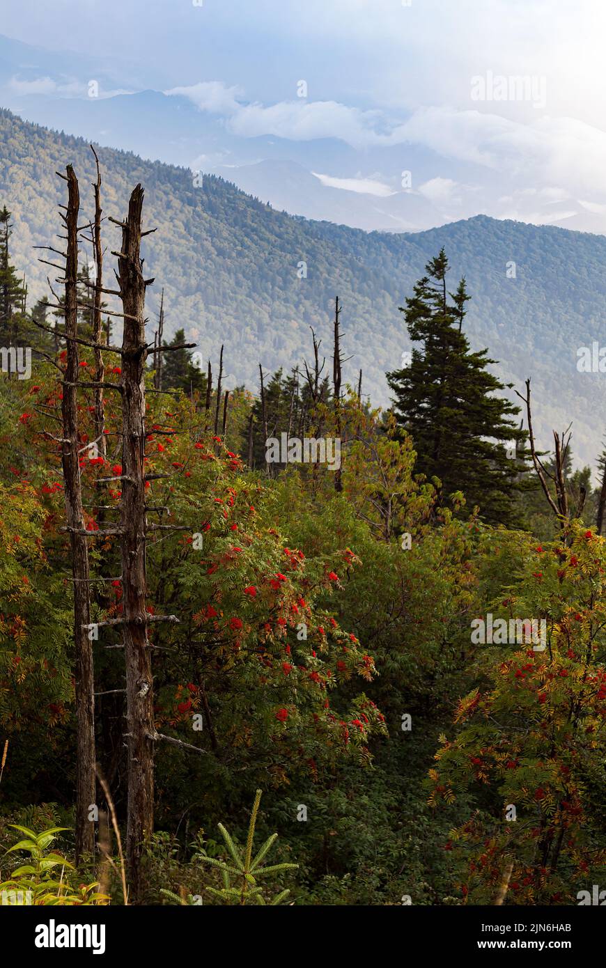 Clingmans Done in the Great Smoky Mountains National Park Stock Photo ...