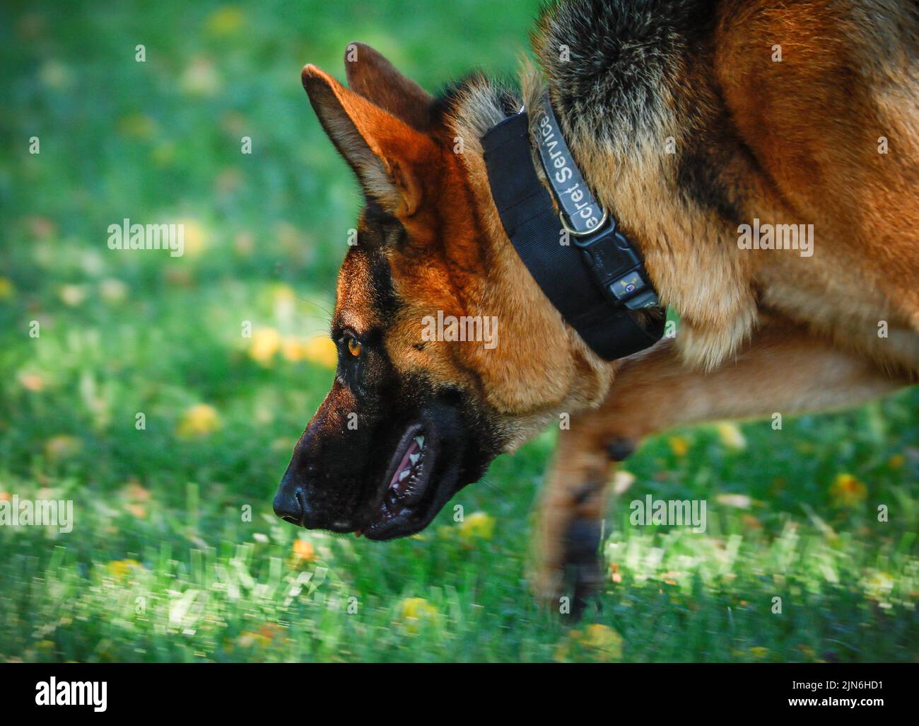 Biden walks with his dog commander hi-res stock photography and images ...