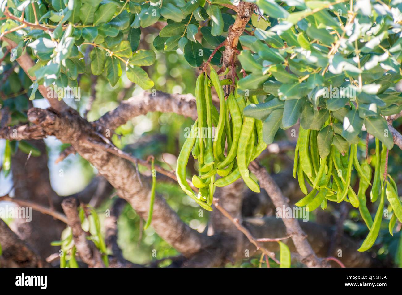 Carob pulp hi-res stock photography and images - Alamy