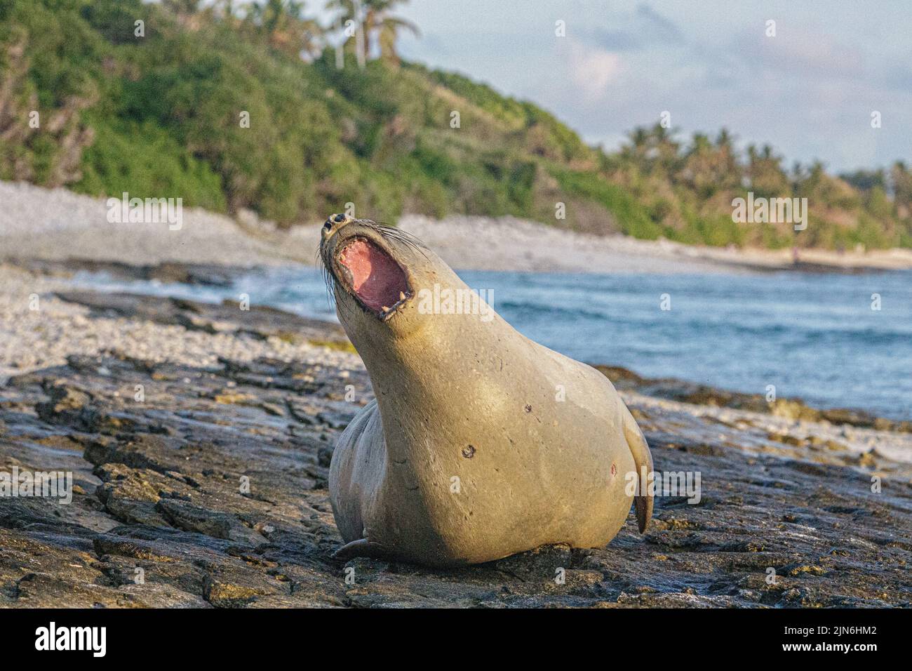 The Hawaiian monk seal is an endangered species of earless seal in the ...