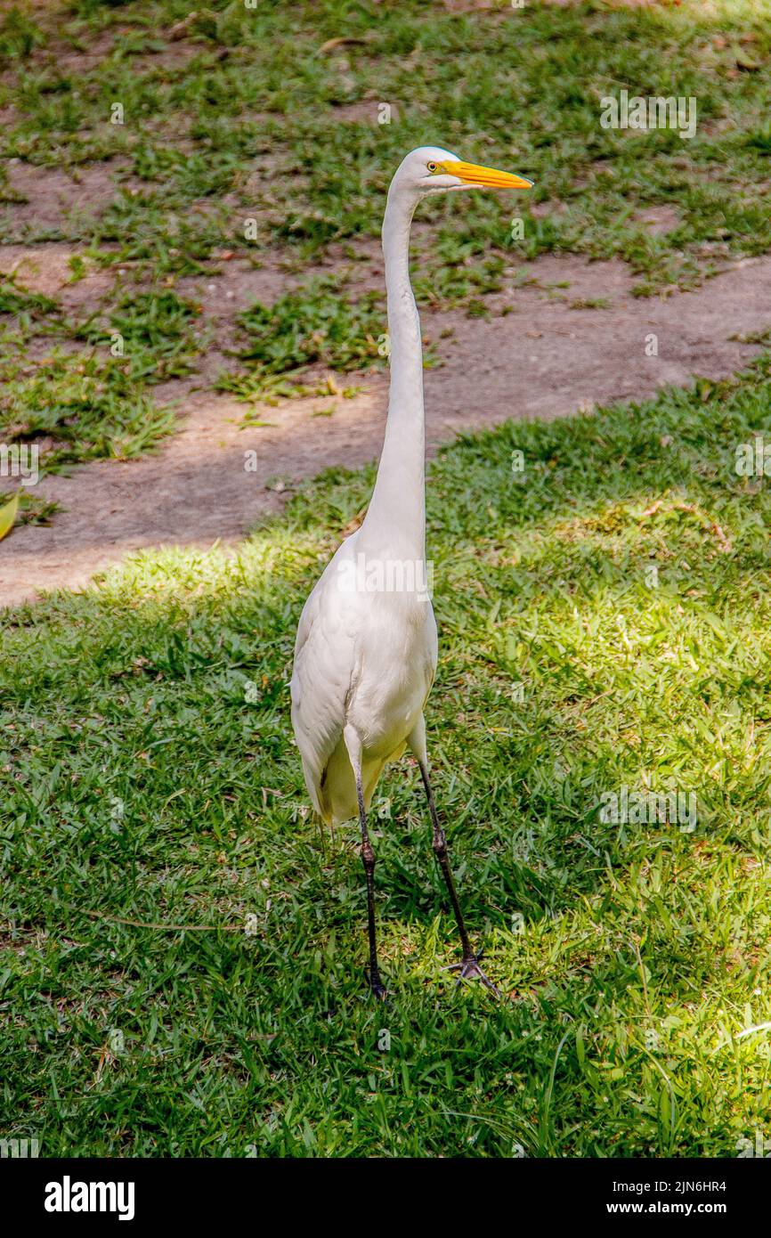 Brazilian birds outdoors Stock Photo - Alamy
