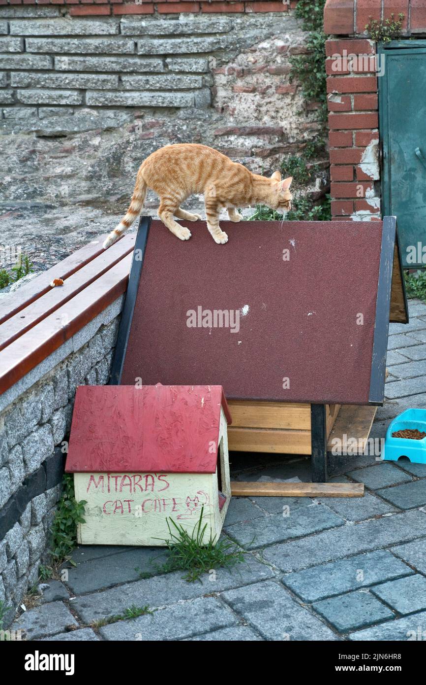 Istanbul cat hi-res stock photography and images - Alamy