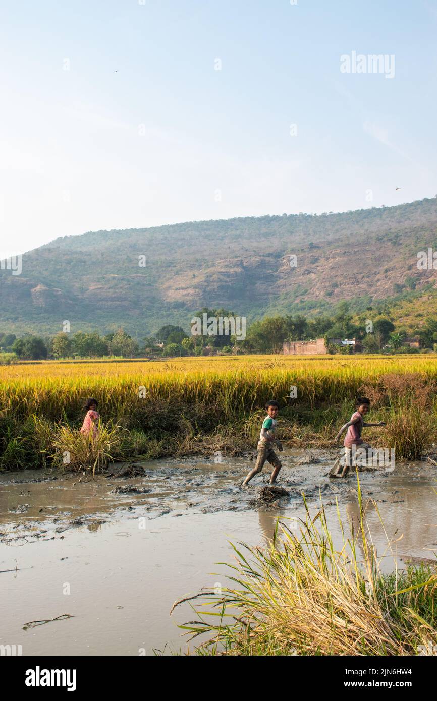 Punjab field wheat paddy hi-res stock photography and images - Alamy