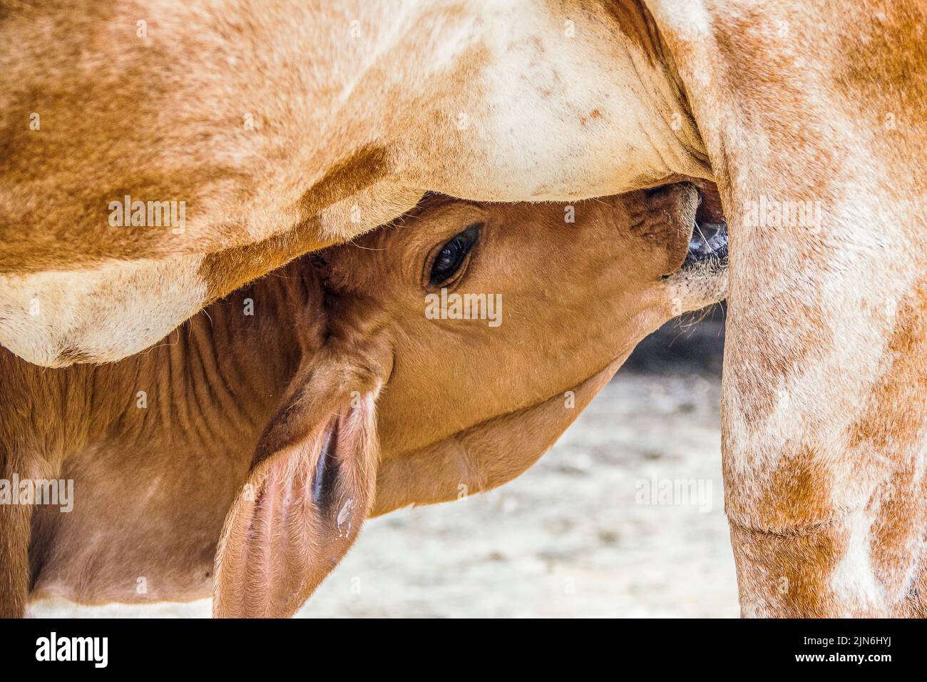 Cows field brazil hi-res stock photography and images - Alamy