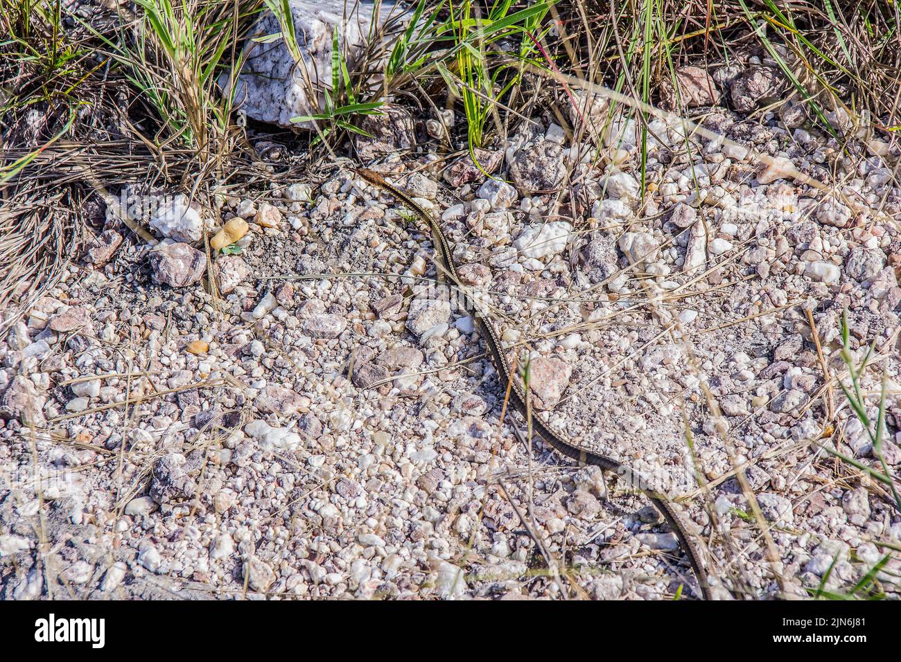brazilian outdoor snakes Stock Photo - Alamy