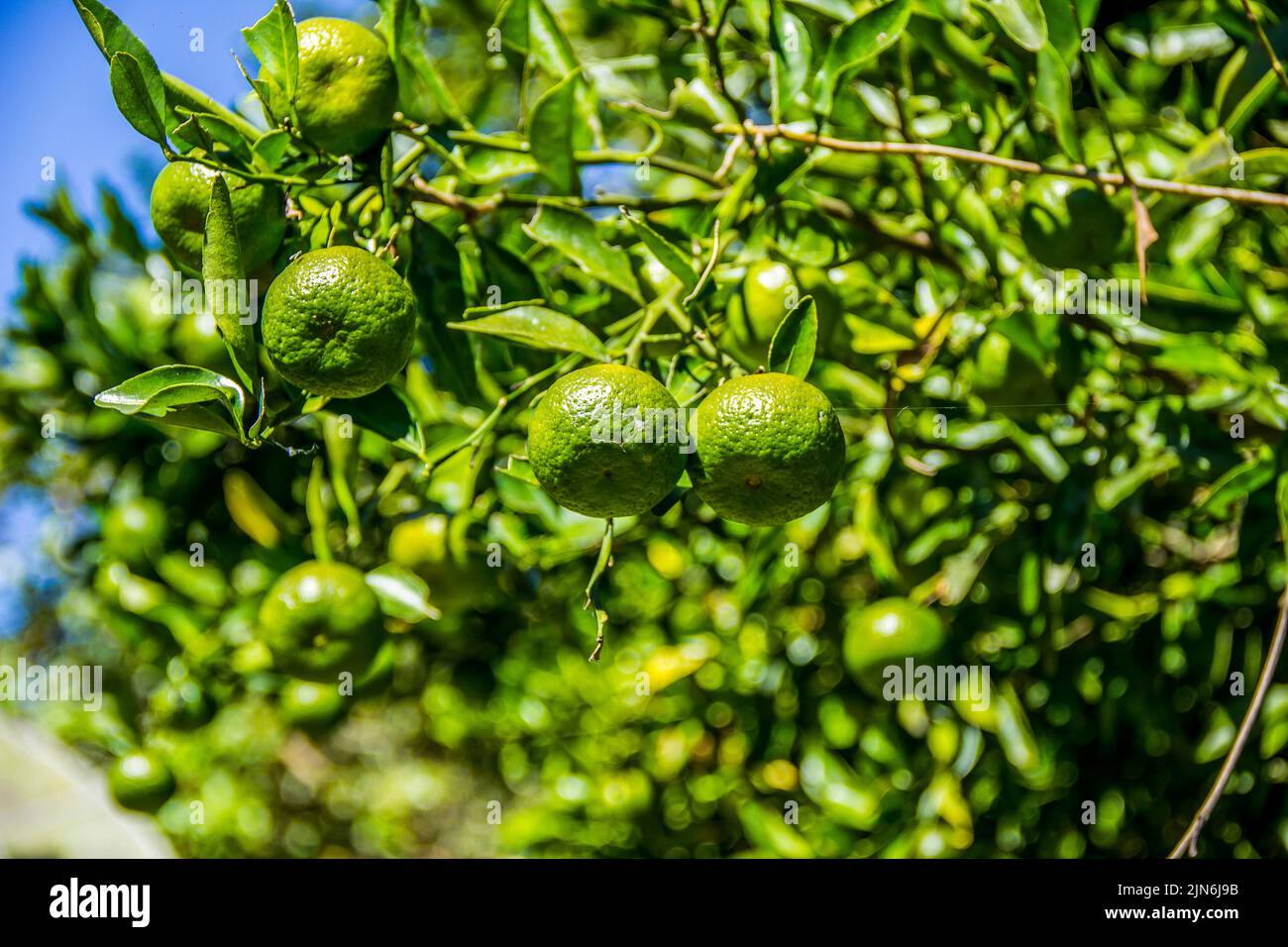 foot of mandarin ponkan Stock Photo - Alamy