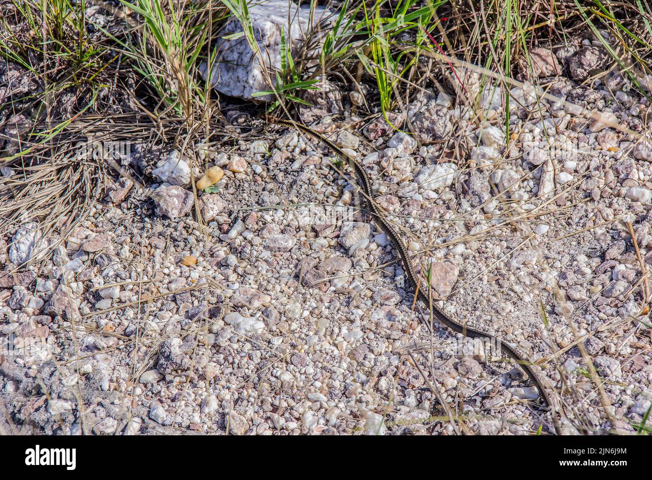 Striking snakes hi-res stock photography and images - Alamy