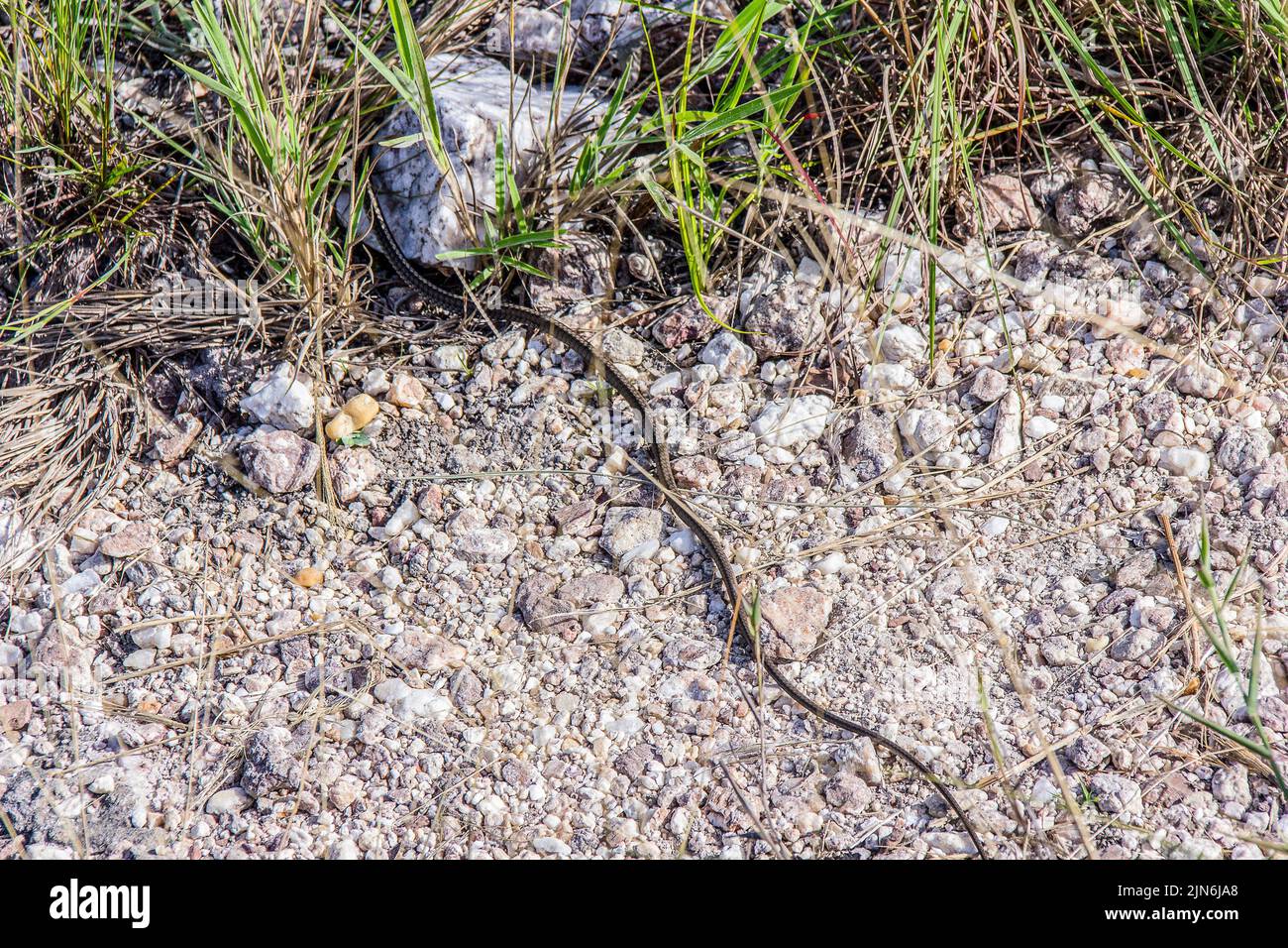 brazilian outdoor snakes Stock Photo - Alamy