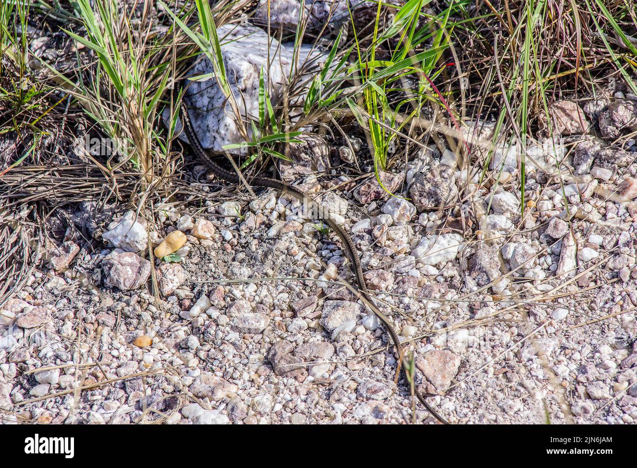 Striking reptile eye hi-res stock photography and images - Alamy