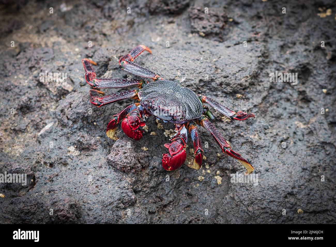 A crab on the rock Stock Photo - Alamy