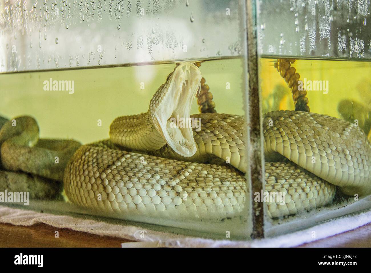brazilian outdoor snakes Stock Photo - Alamy