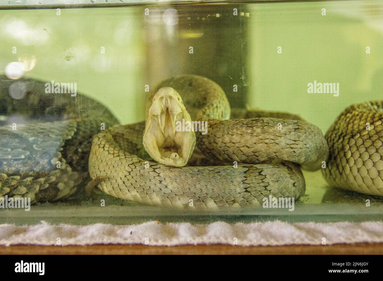 brazilian outdoor snakes Stock Photo - Alamy