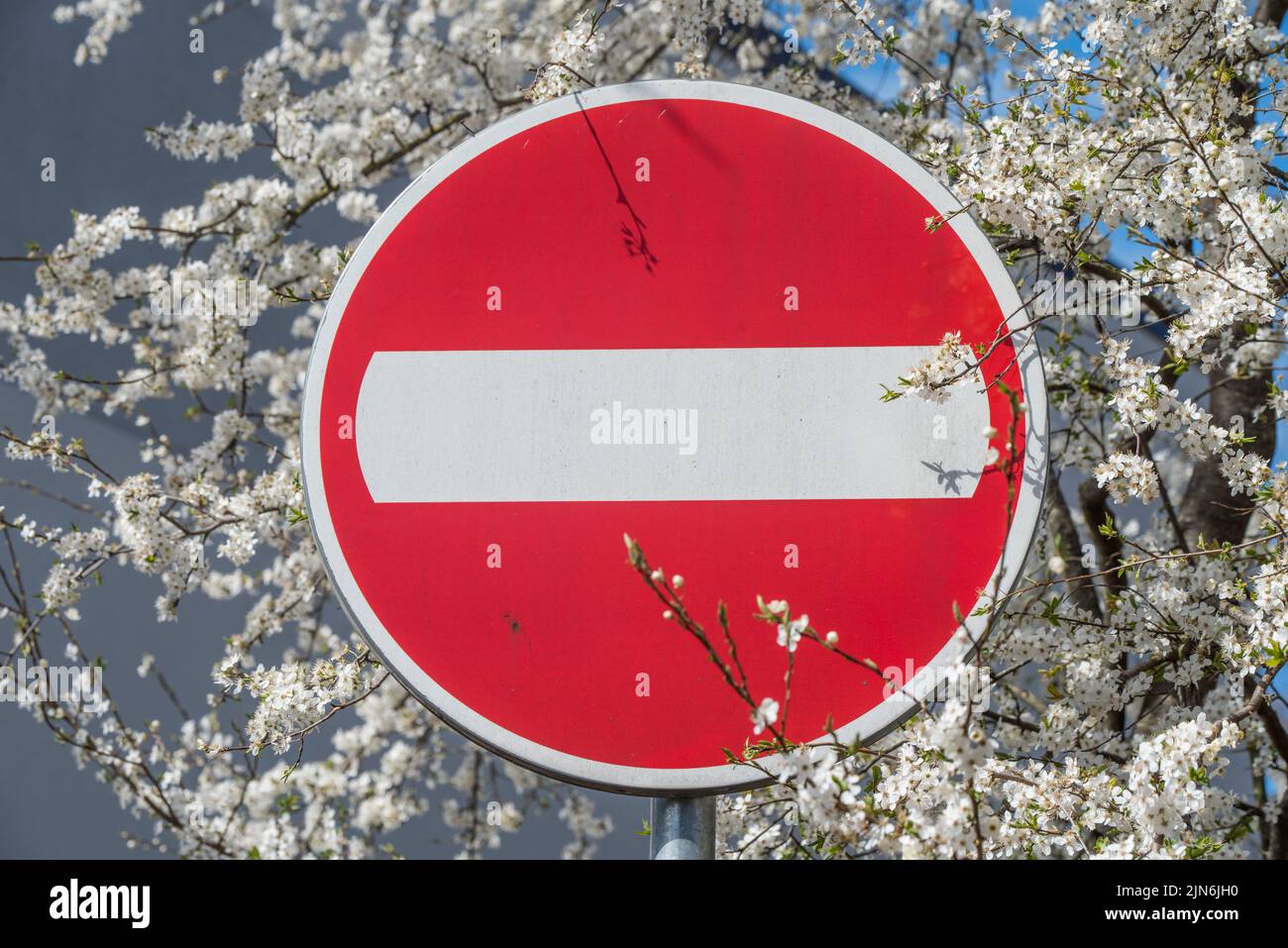 Stop road sign against the background of a flowering tree. White brick ...