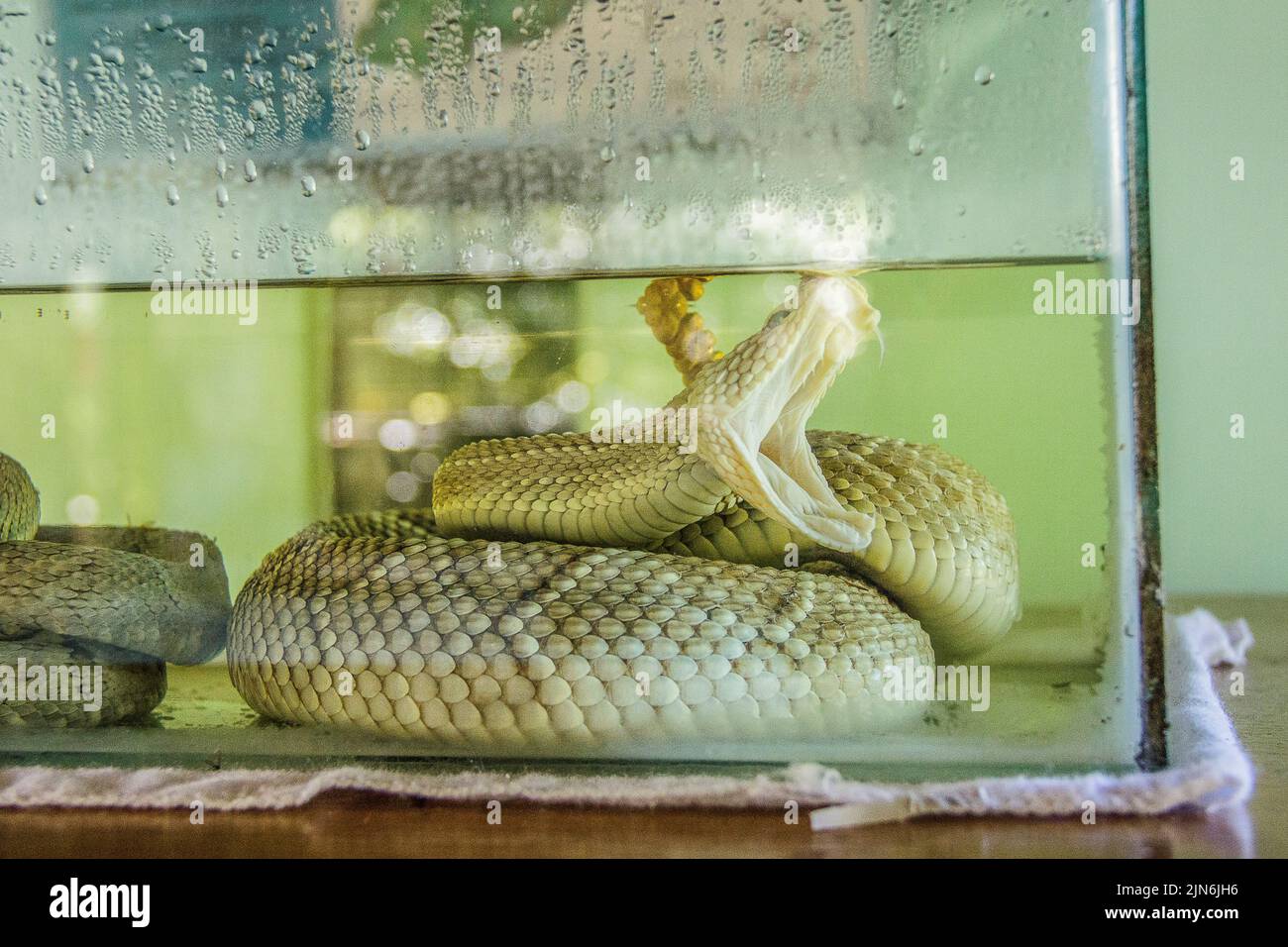brazilian outdoor snakes Stock Photo - Alamy
