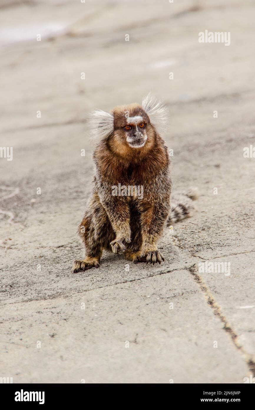 Brazilian monkeys in the open air Stock Photo - Alamy
