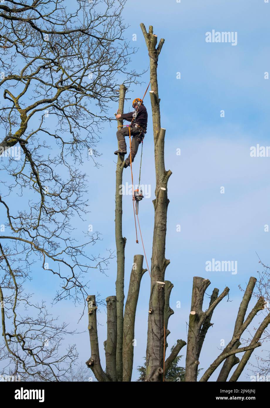 A tree surgeon pruning sycamore trees Stock Photo - Alamy
