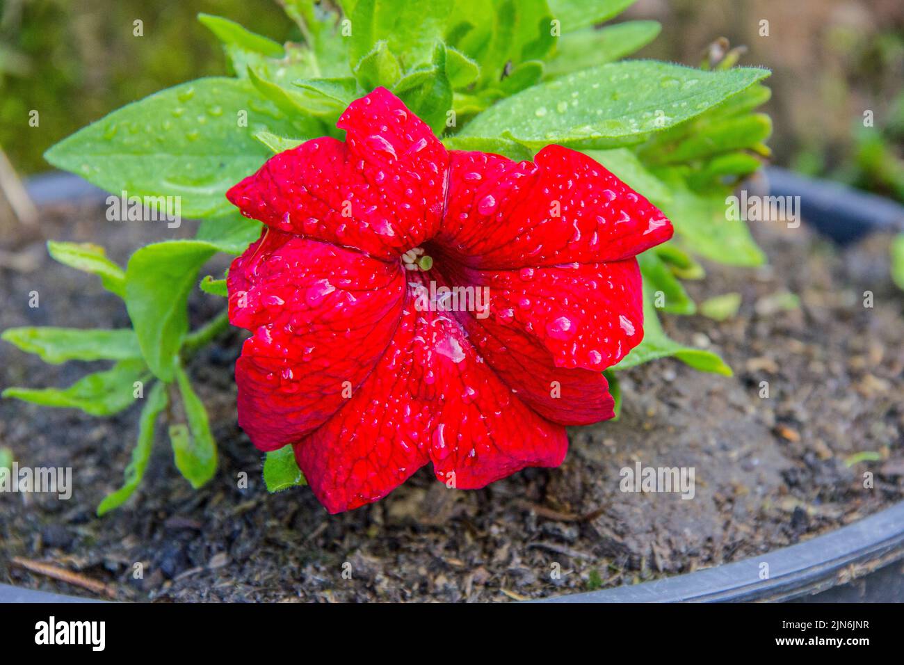 Exuberant plants hi-res stock photography and images - Alamy