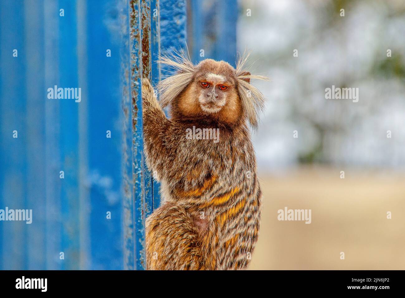Brazilian monkeys in the open air Stock Photo - Alamy