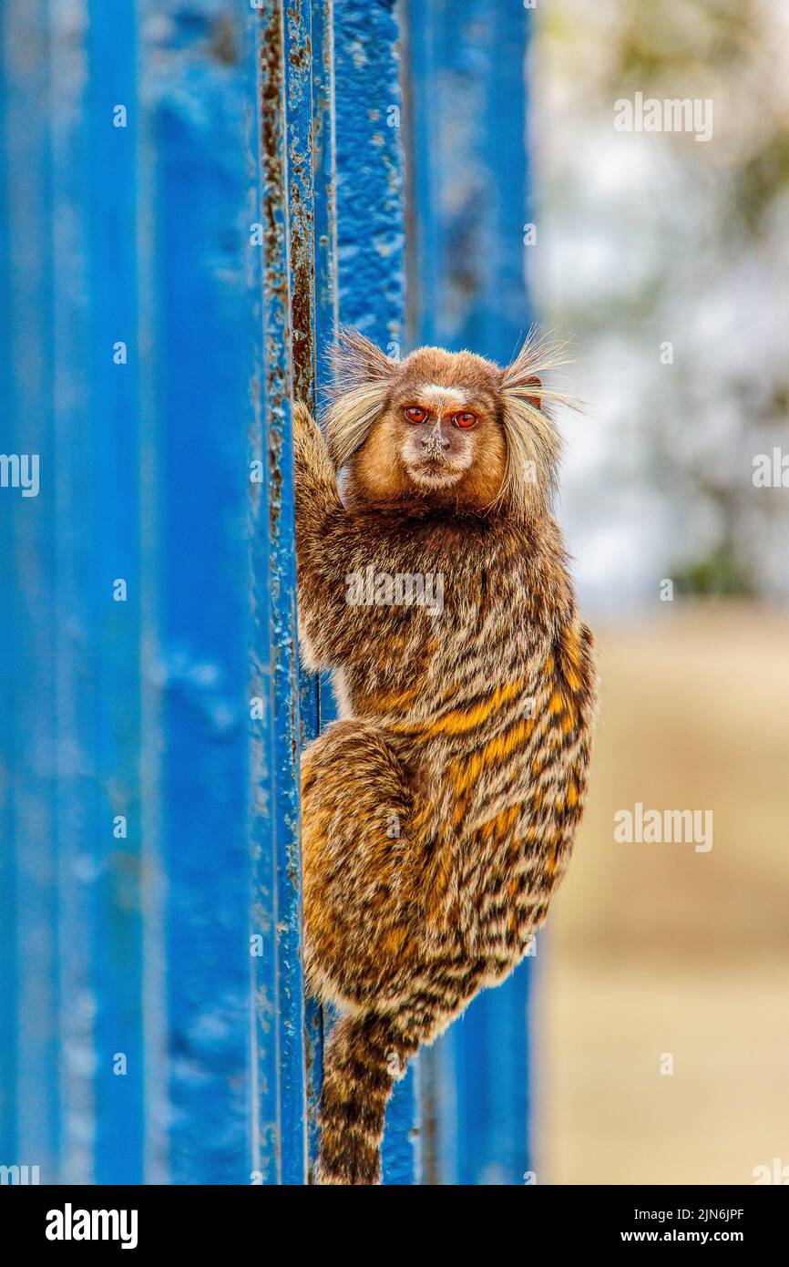 Brazilian monkeys in the open air Stock Photo - Alamy