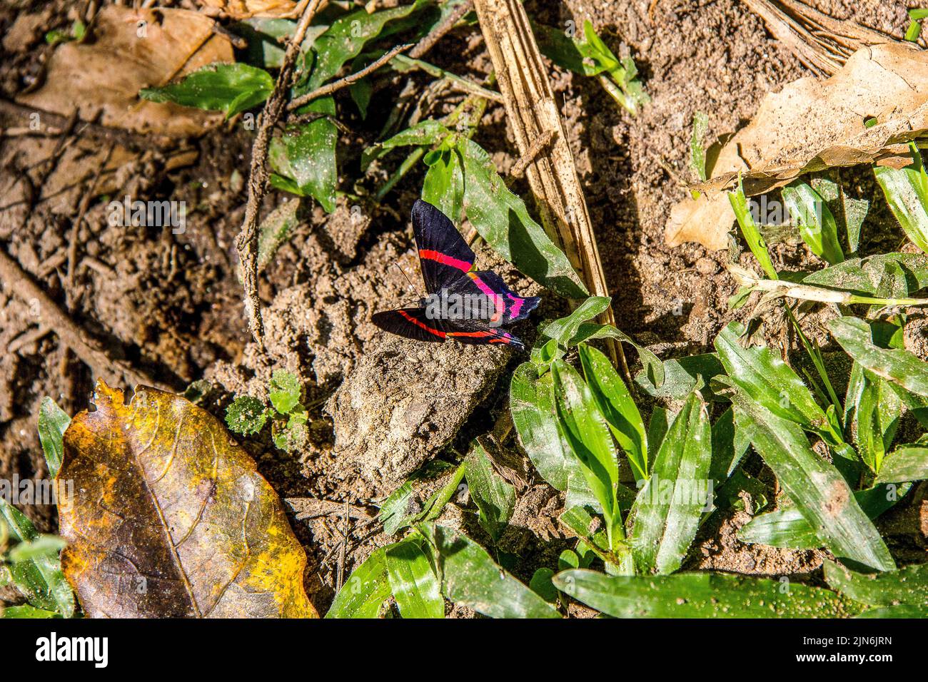 Brazilian flora hi-res stock photography and images - Alamy