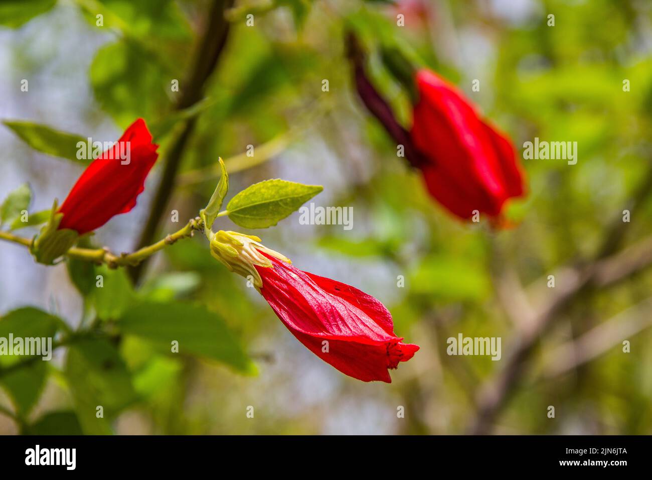 Brazilian red hibiscus Stock Photo - Alamy