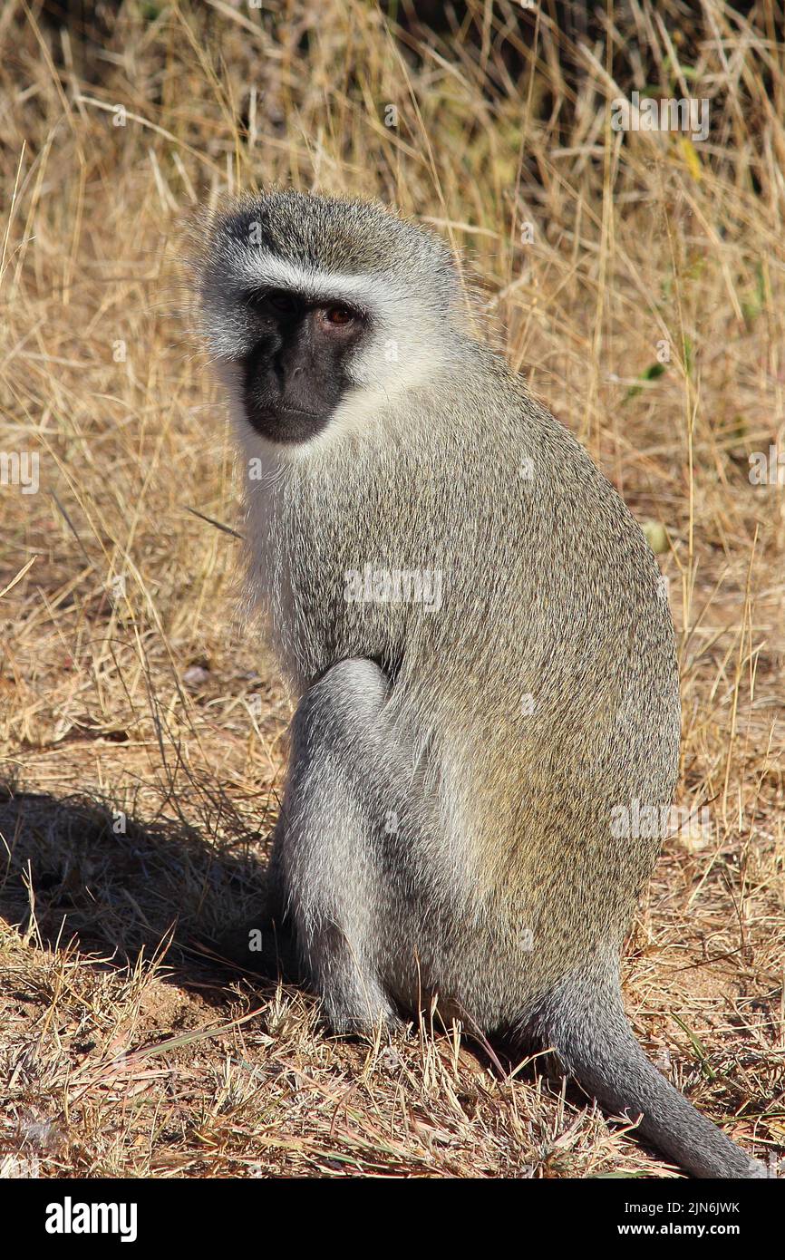 Grüne Meerkatze / Vervet monkey / Cercopithecus aethiops Stock Photo ...