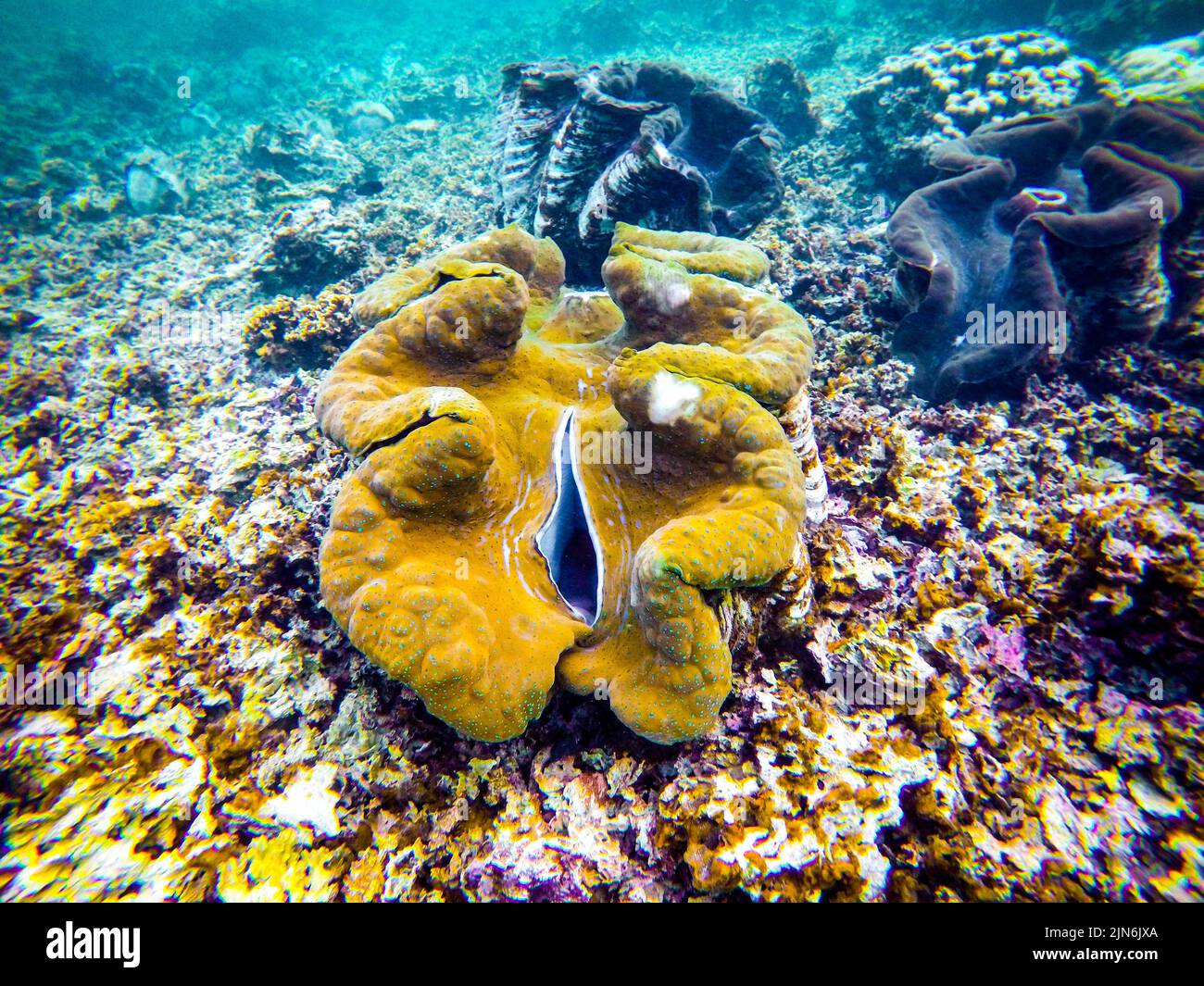 World diving hi-res stock photography and images - Alamy
