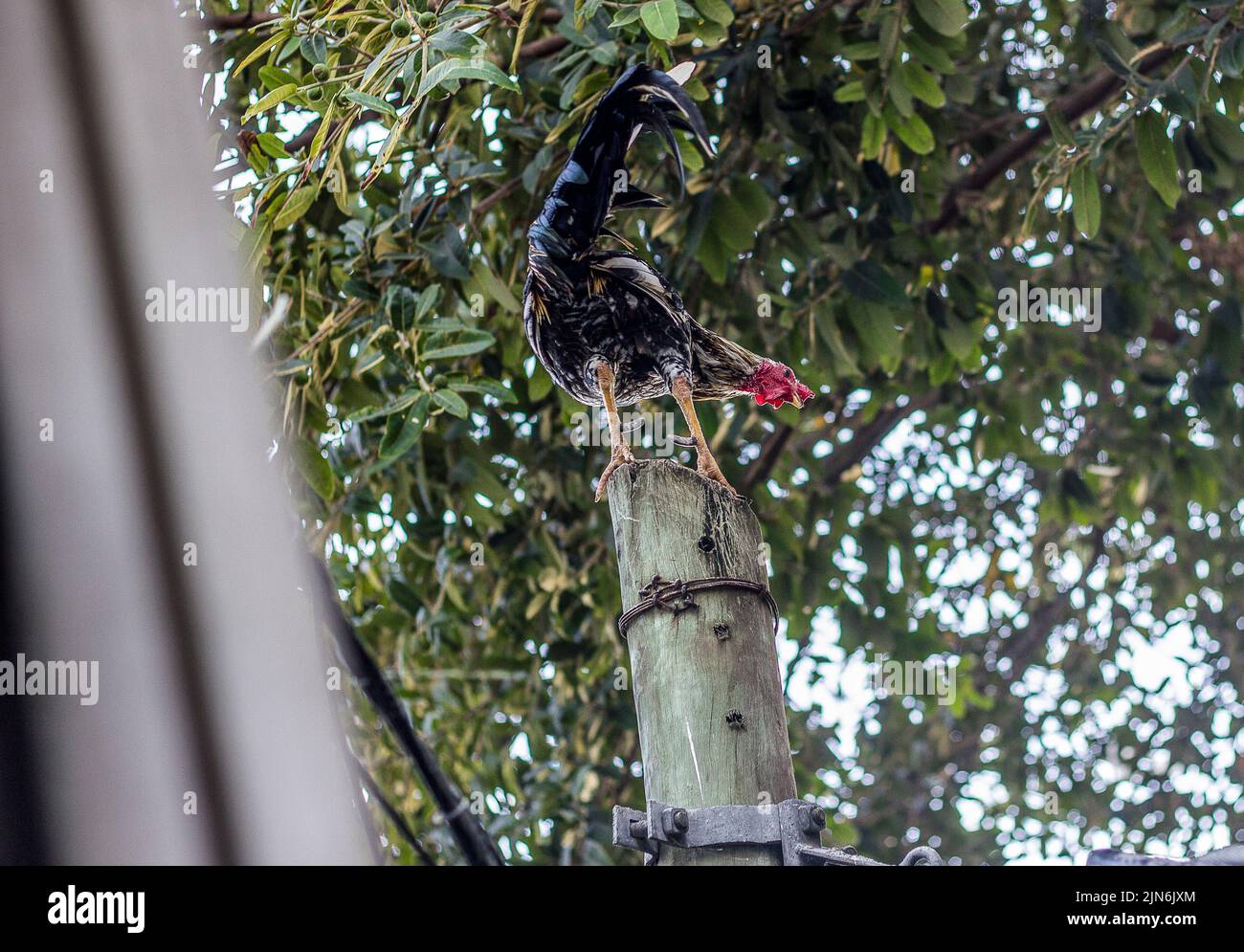 Brazilian birds outdoors Stock Photo - Alamy