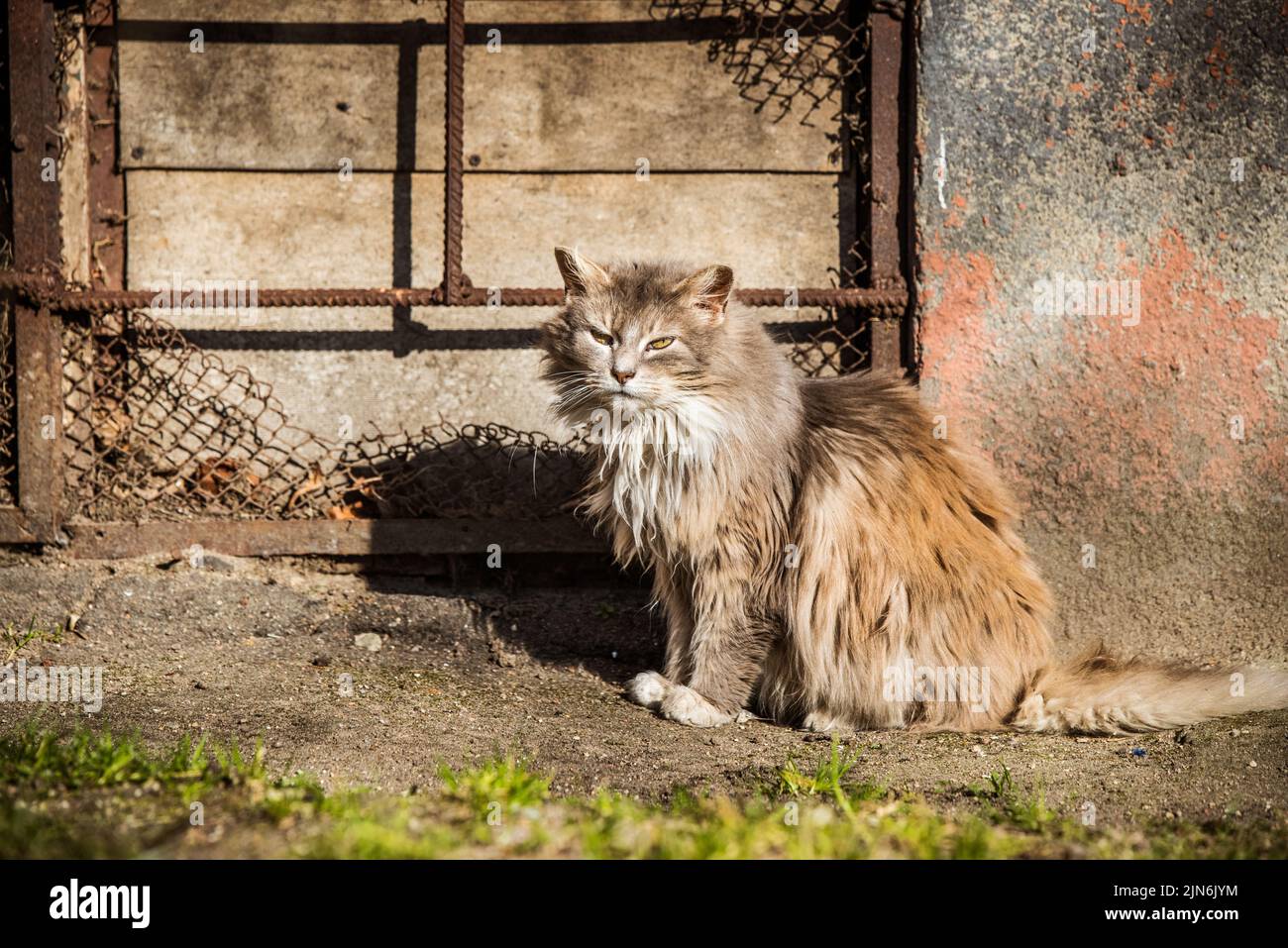 Homeless cat sits behind the bars of the basement window and looks ...