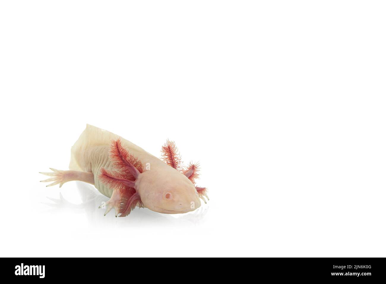 Axolotl baby hi-res stock photography and images - Alamy